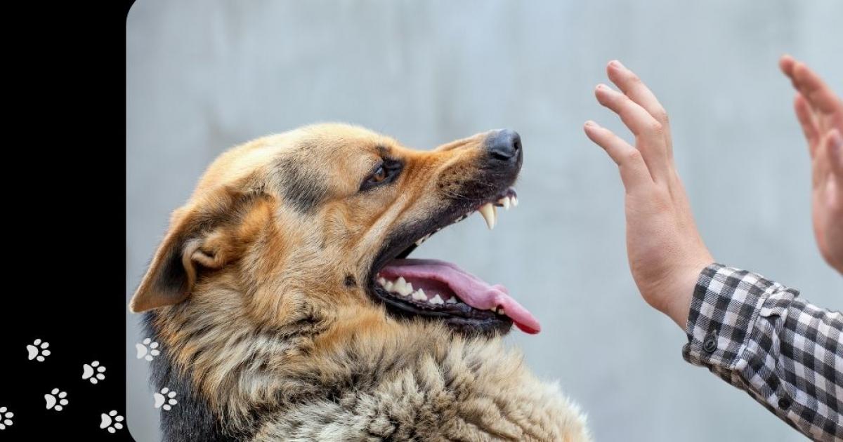 dangerous dogs attacks