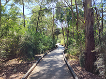 Bellbird Dell boardwalk - event tile | Whitehorse City Council