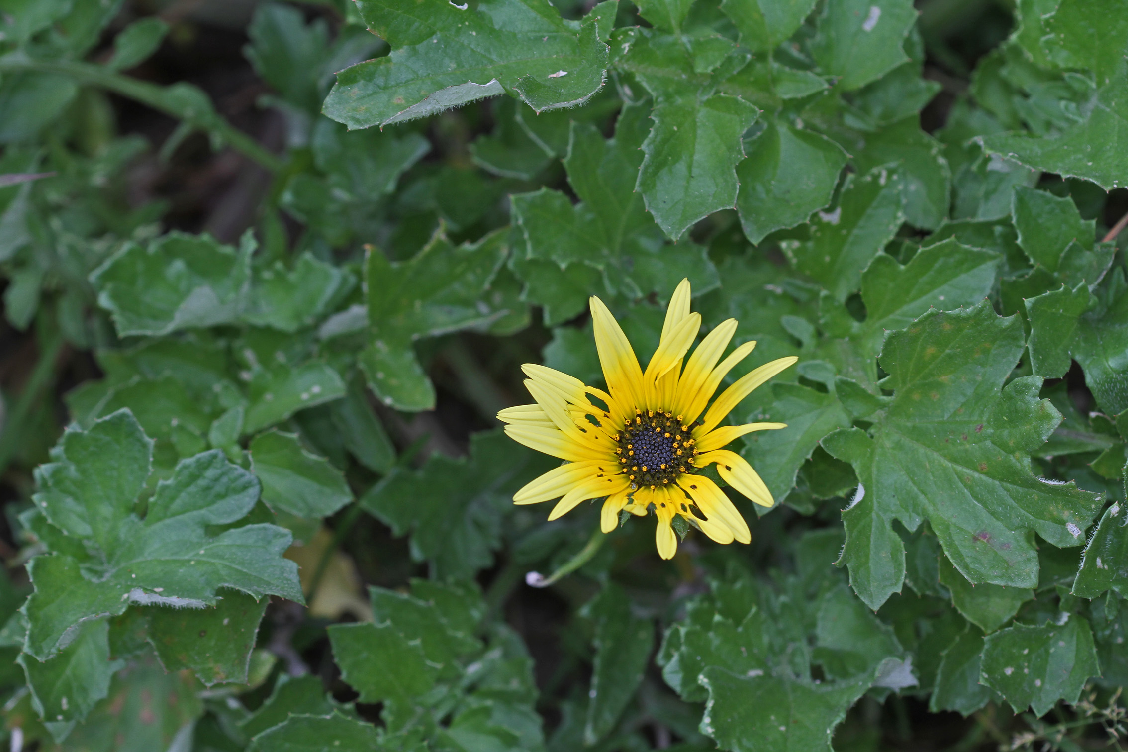 Weed Herbs, Grasses and Bulbs of Whitehorse | Whitehorse City Council