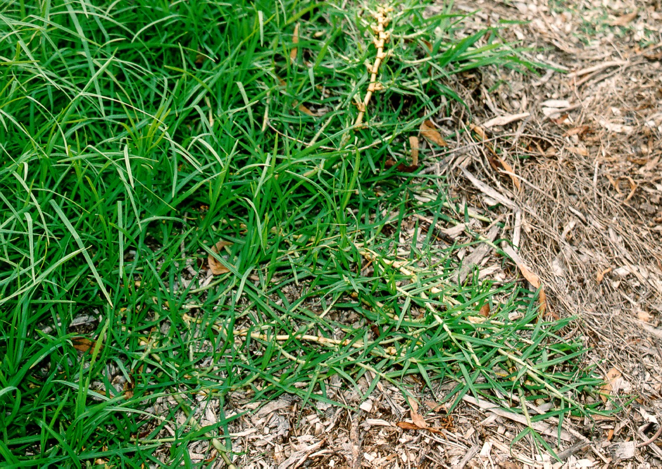 Weed Herbs, Grasses and Bulbs of Whitehorse | Whitehorse City Council