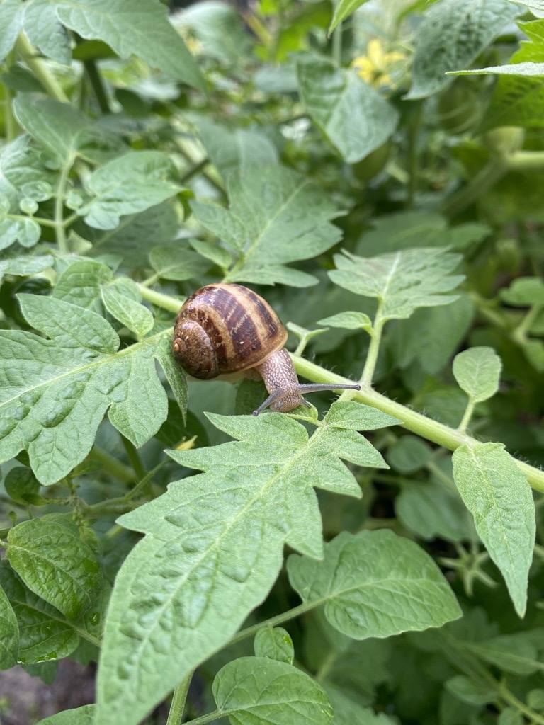 Snail | Whitehorse City Council