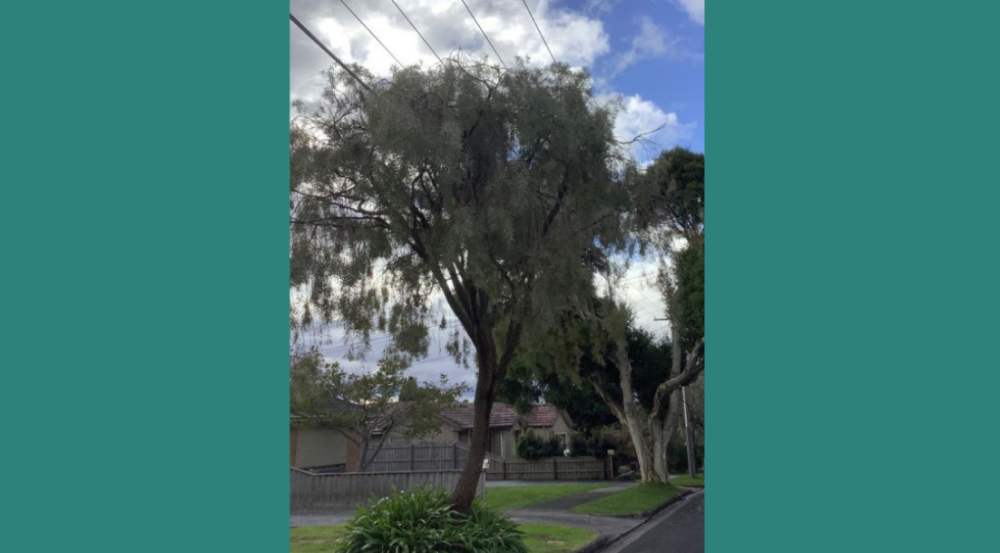 Weeping Myall - Acacia pendula | Whitehorse City Council