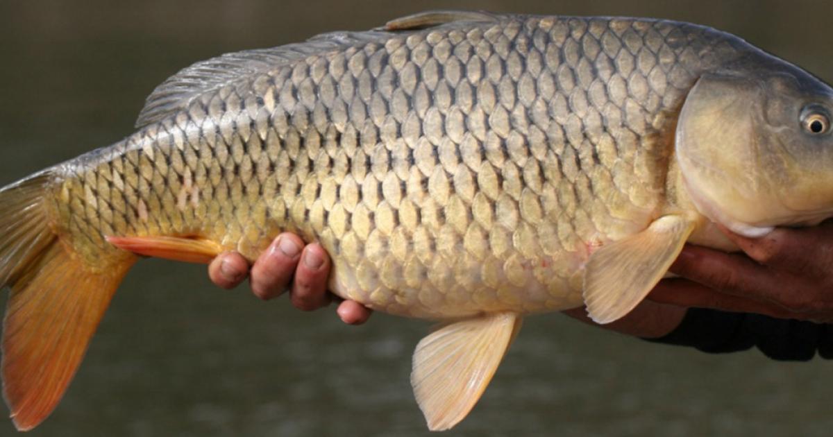 Problem Fish | Whitehorse City Council