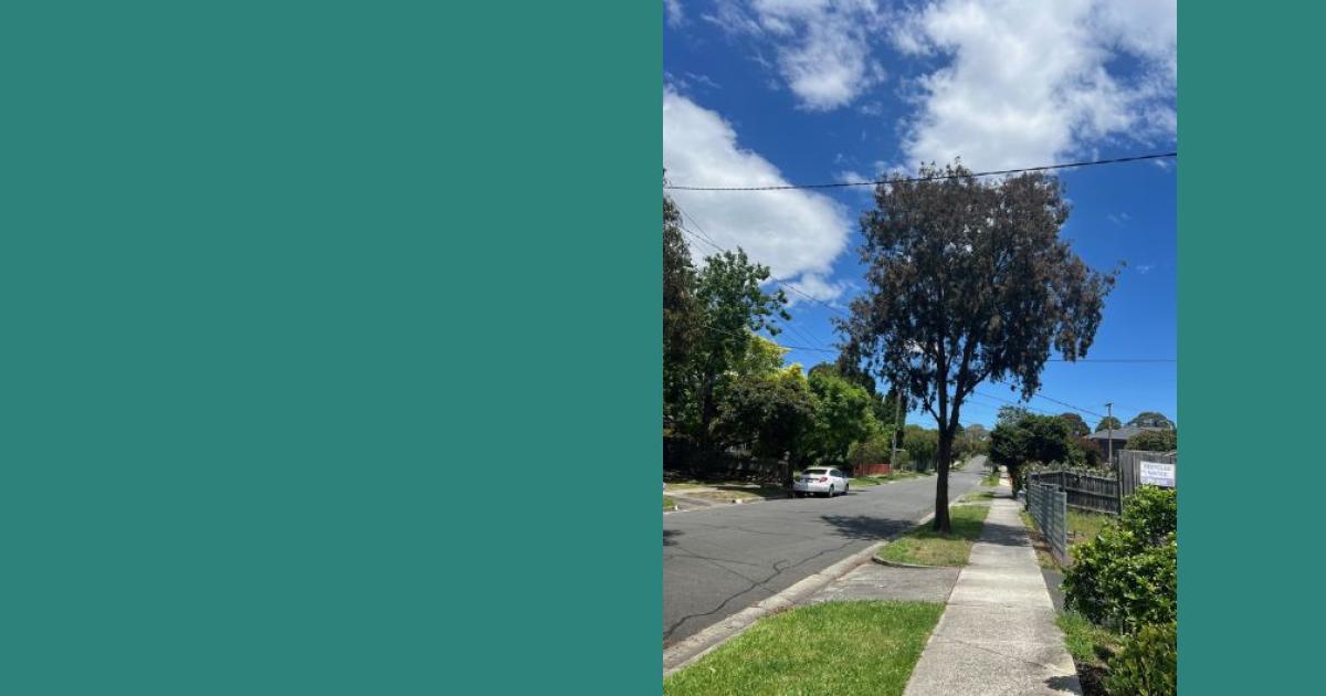 Forest Sheoak - Allocasuarina torulosa | Whitehorse City Council