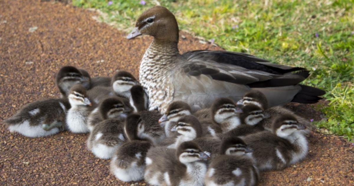 Ducks | Whitehorse City Council
