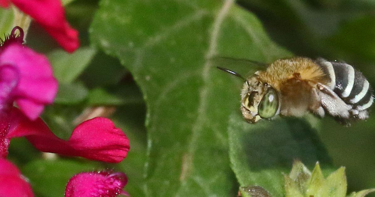 Native Bees | Whitehorse City Council