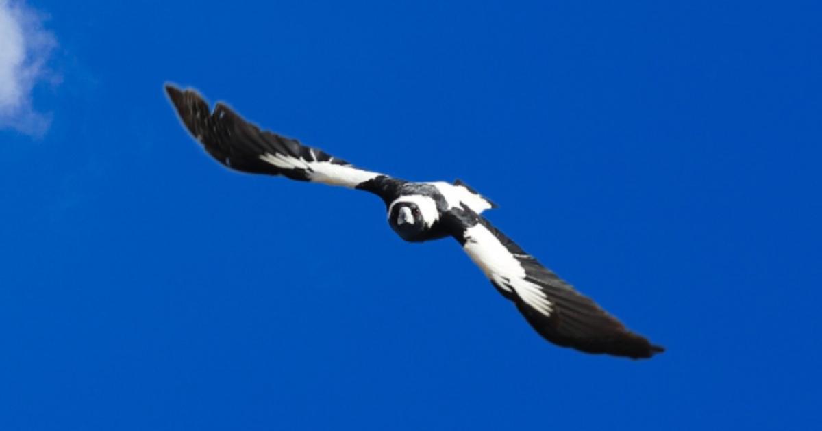 Swooping Birds | Whitehorse City Council