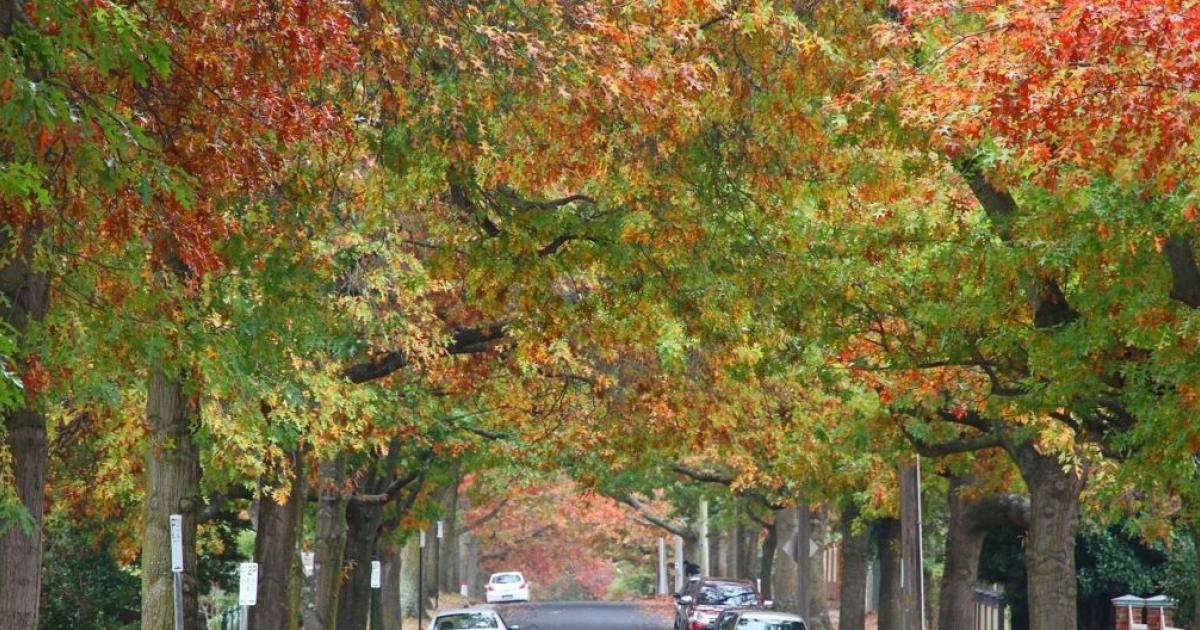 Trees and Vegetation | Whitehorse City Council