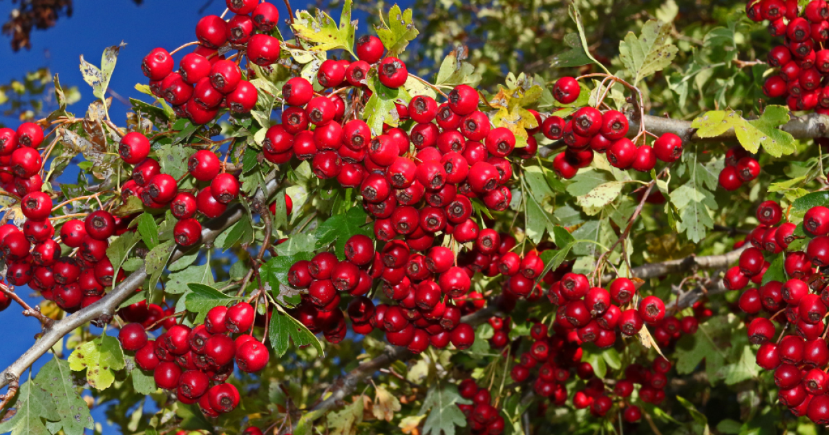 Weed Trees of Whitehorse | Whitehorse City Council