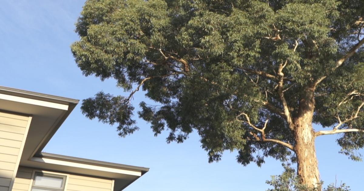 Tall Trees In Neighbours Garden | Fasci Garden