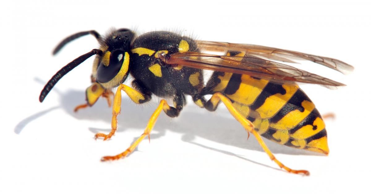 European Wasps | Whitehorse City Council